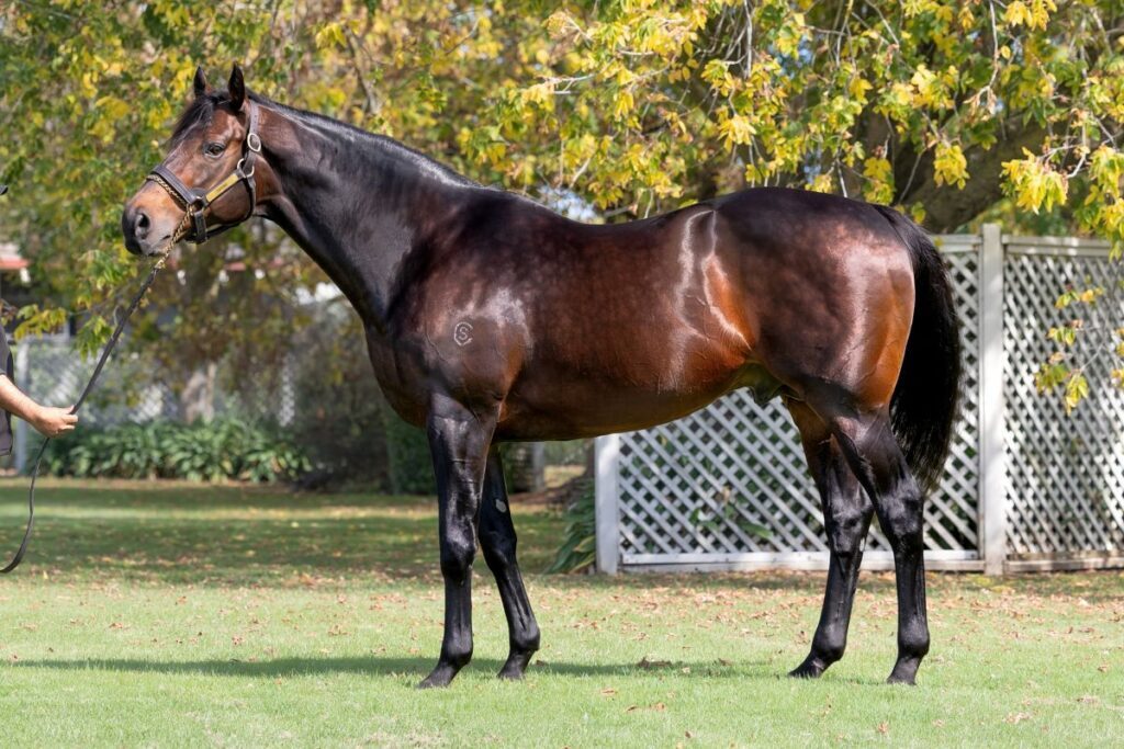 Westbury Stud release 2025 fees